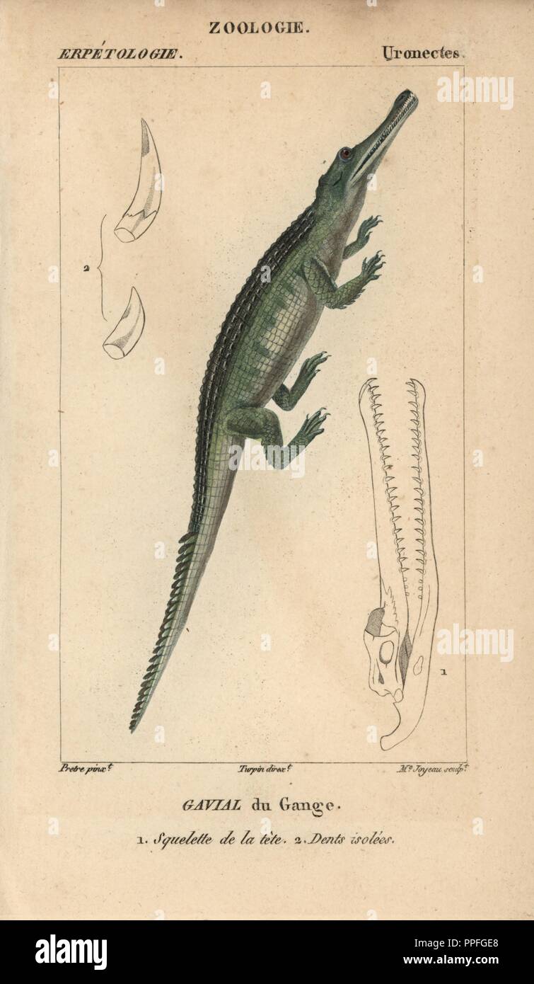 Ganges crocodile, Indian Gharial, Gavial du Gange, Gavialis gangeticus ...