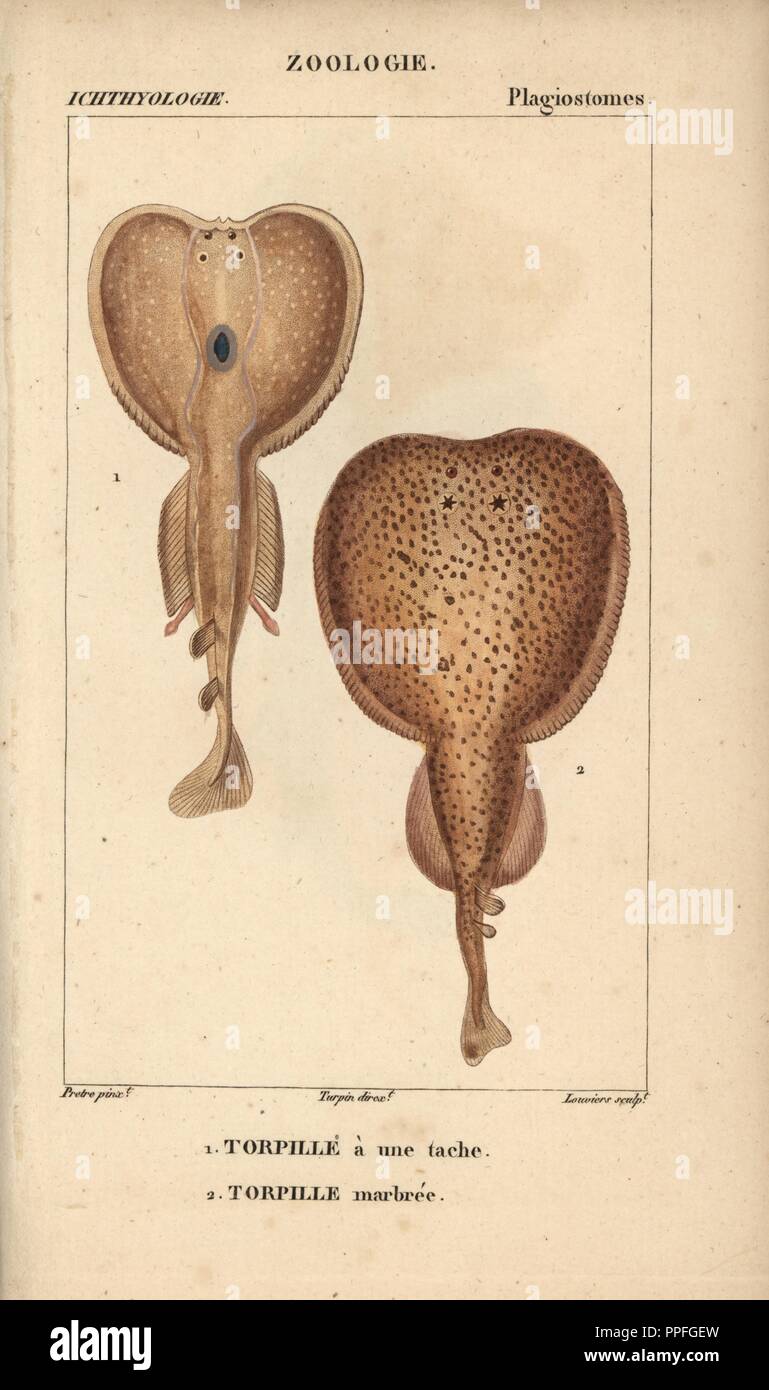 Torpedo marmorata hi-res stock photography and images - Alamy