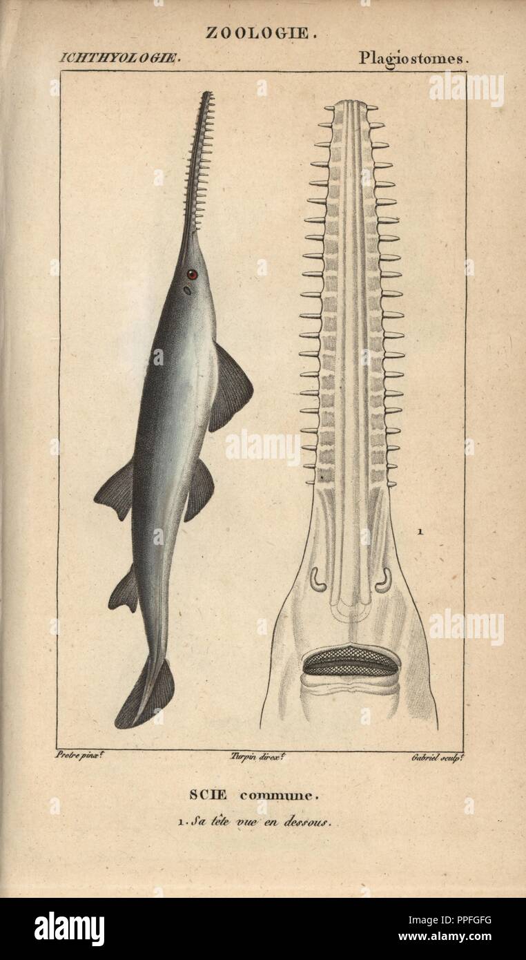 Sawfish or carpenter shark, Pristis pristis, scie commune. Handcoloured ...