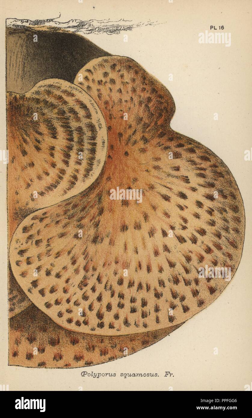 Polyporus Under A Microscope