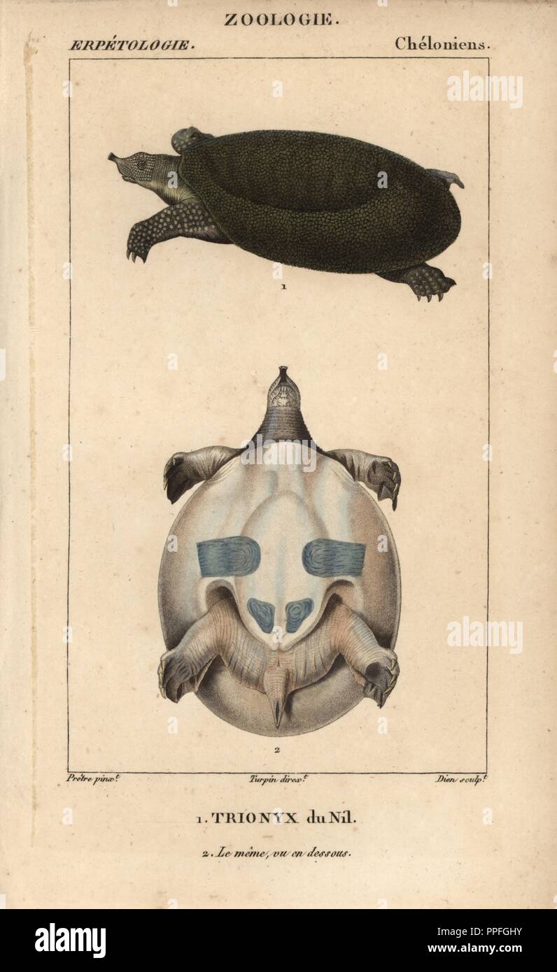 Nile soft-shelled turtle, Trionyx du Nil, Trionyx triunguis ...