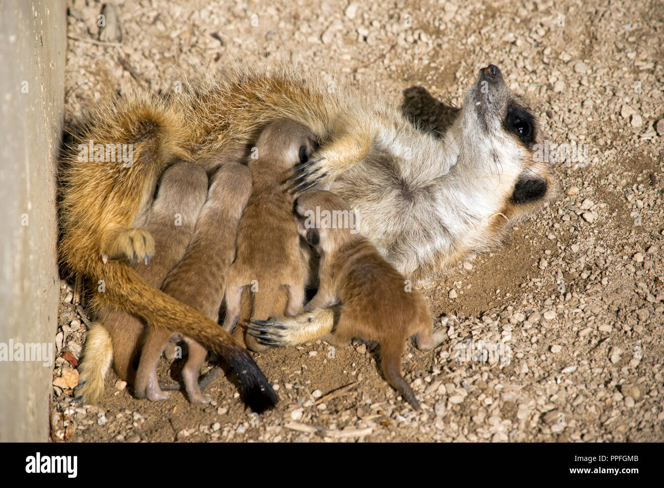 the meerkat 9 day old babies are feeding milk from the mother meerkat ...