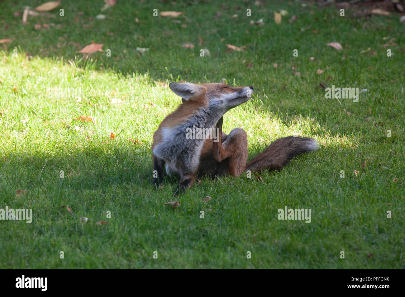 Scratching ear hi-res stock photography and images - Alamy