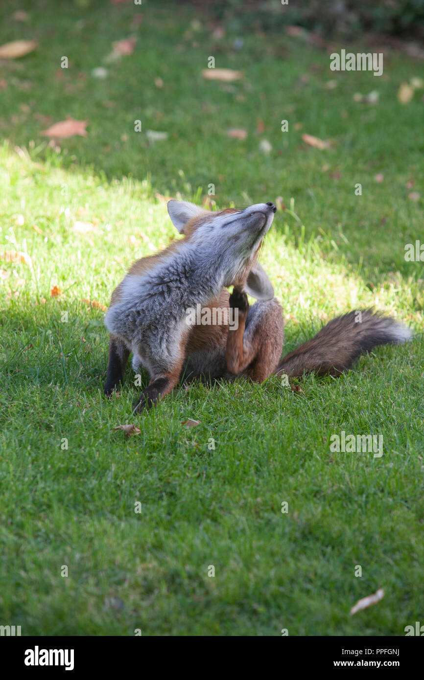 Scratching ear hi-res stock photography and images - Alamy