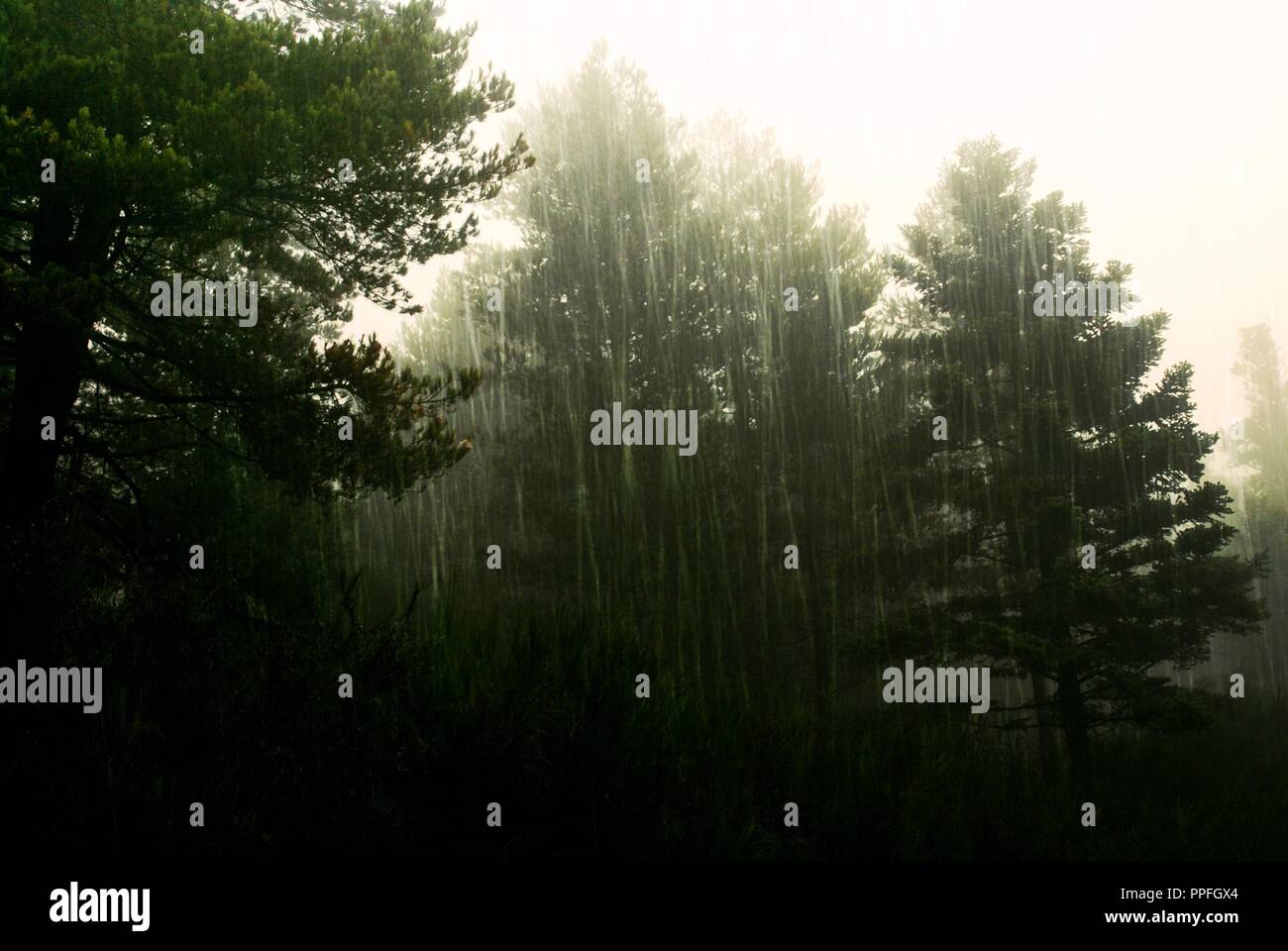 Pine forest under heavy rainfall during autumn Stock Photo - Alamy