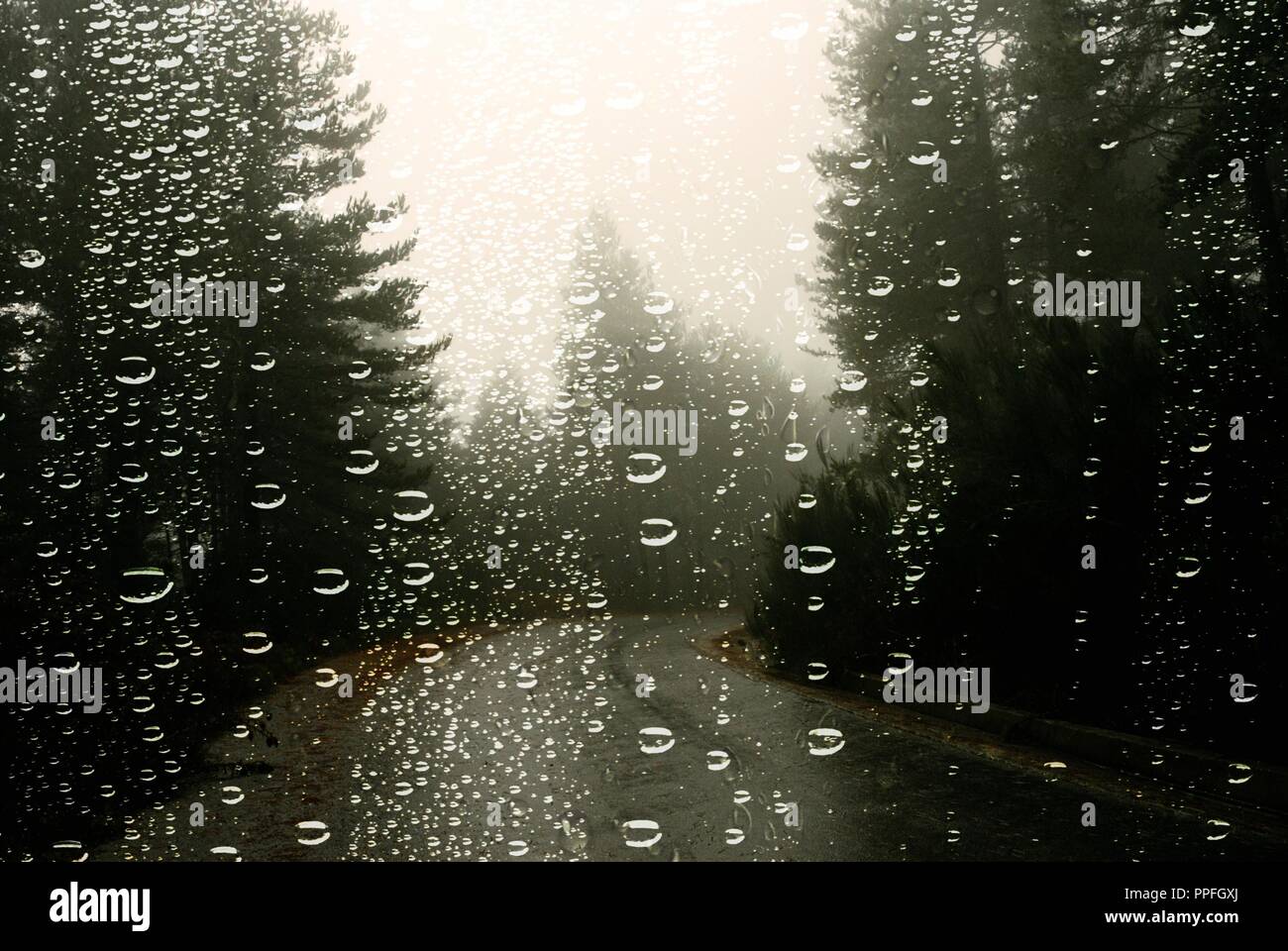 Raindrops on pine trees hi-res stock photography and images - Alamy
