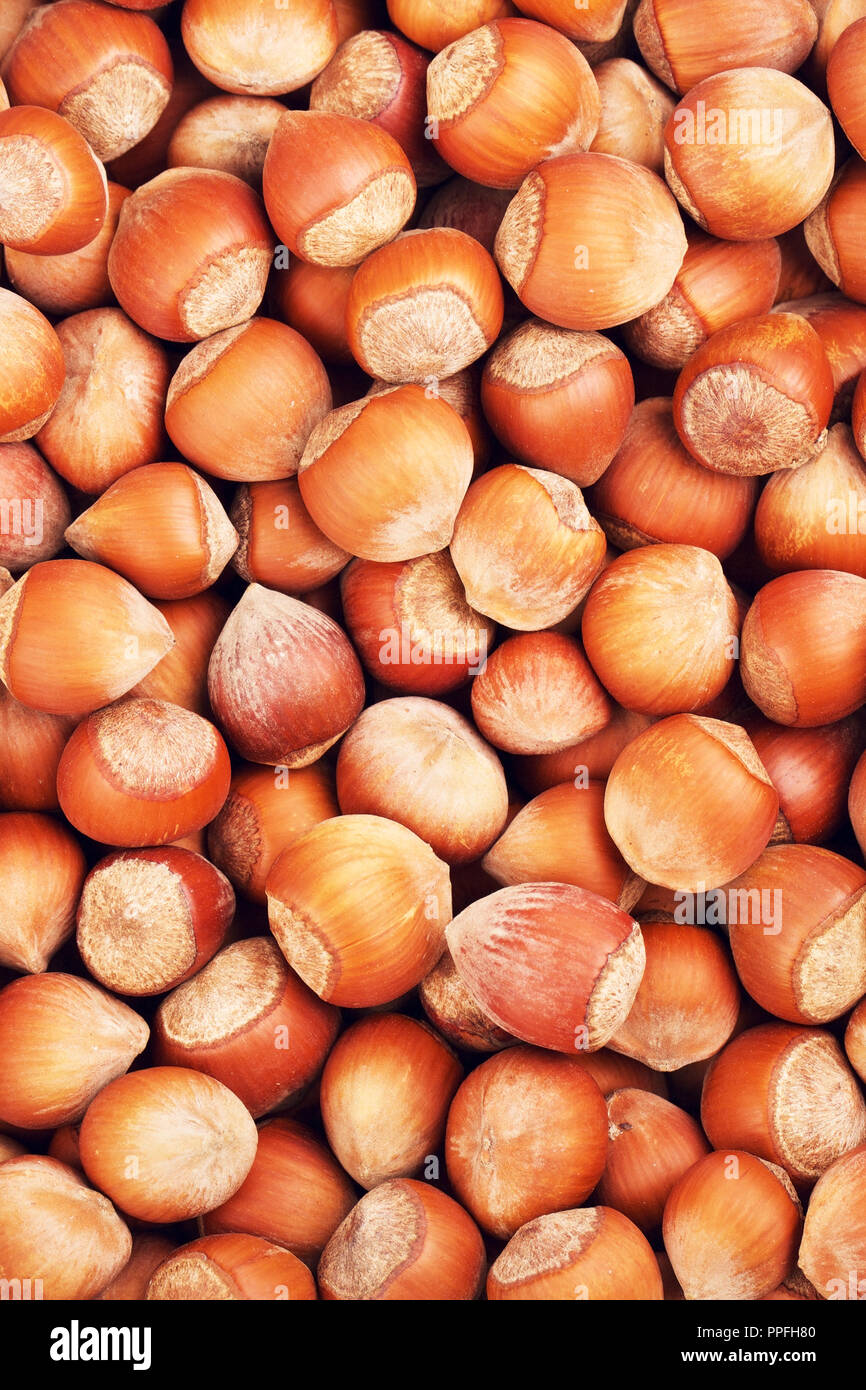 Hazelnut in shell hi-res stock photography and images - Alamy