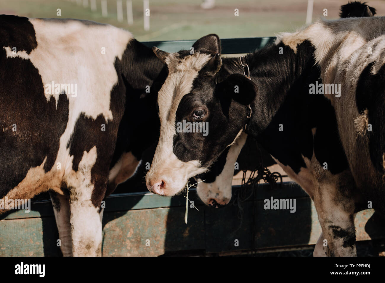 domestic beautiful cows standing in stall at farm Stock Photo - Alamy