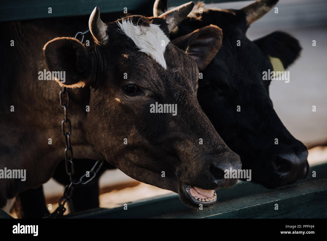 selective focus of domestic beautiful cows standing in stall at farm ...