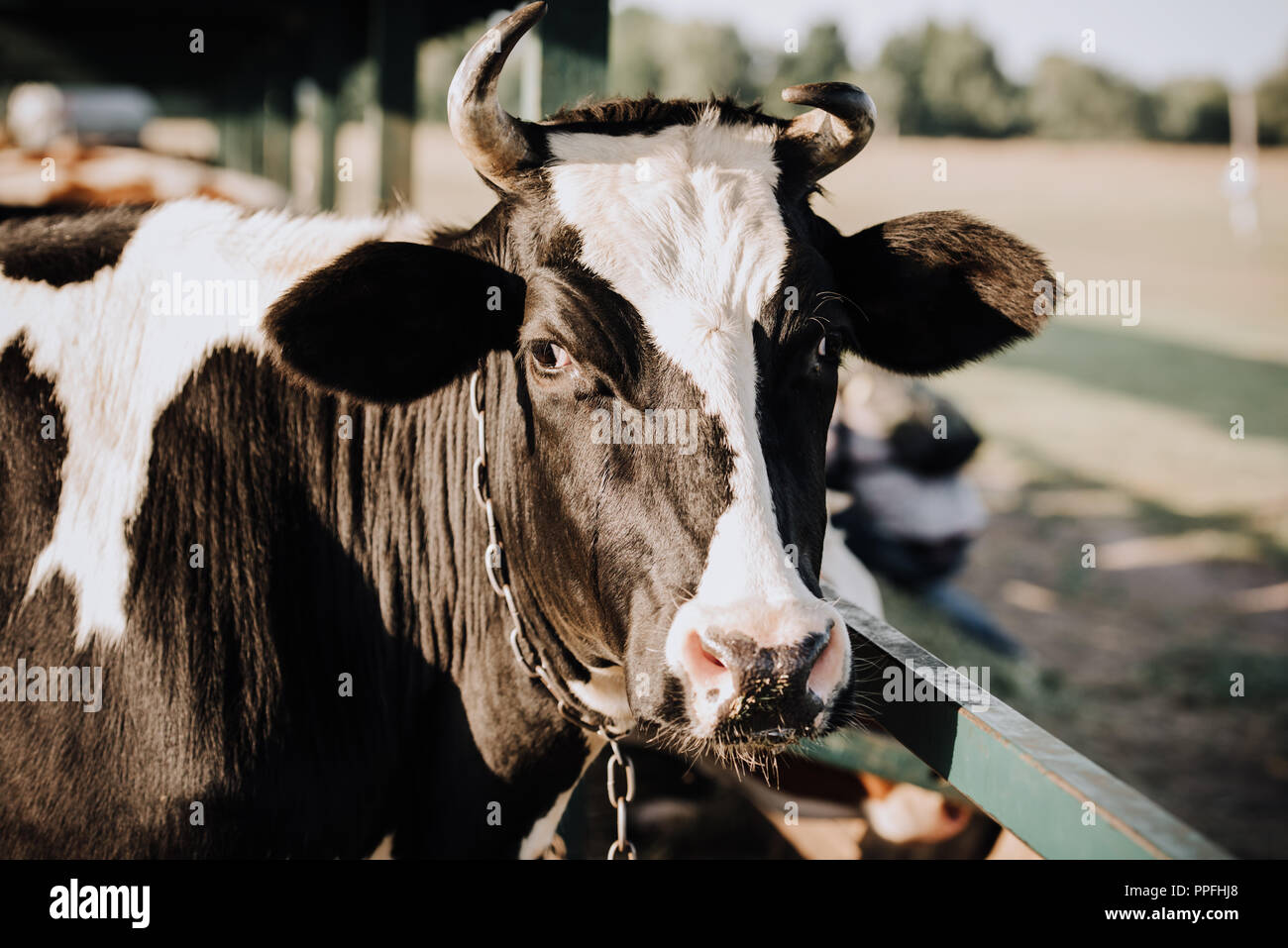 portrait of domestic beautiful cow standing in stall at farm Stock ...