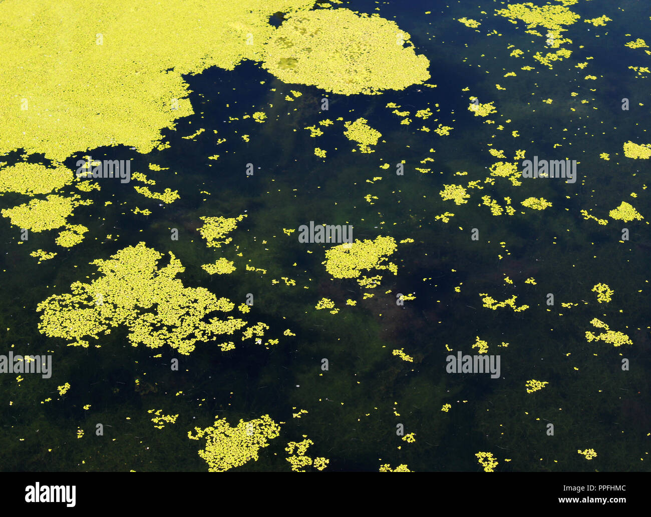 Green plant slime on water hi-res stock photography and images - Alamy