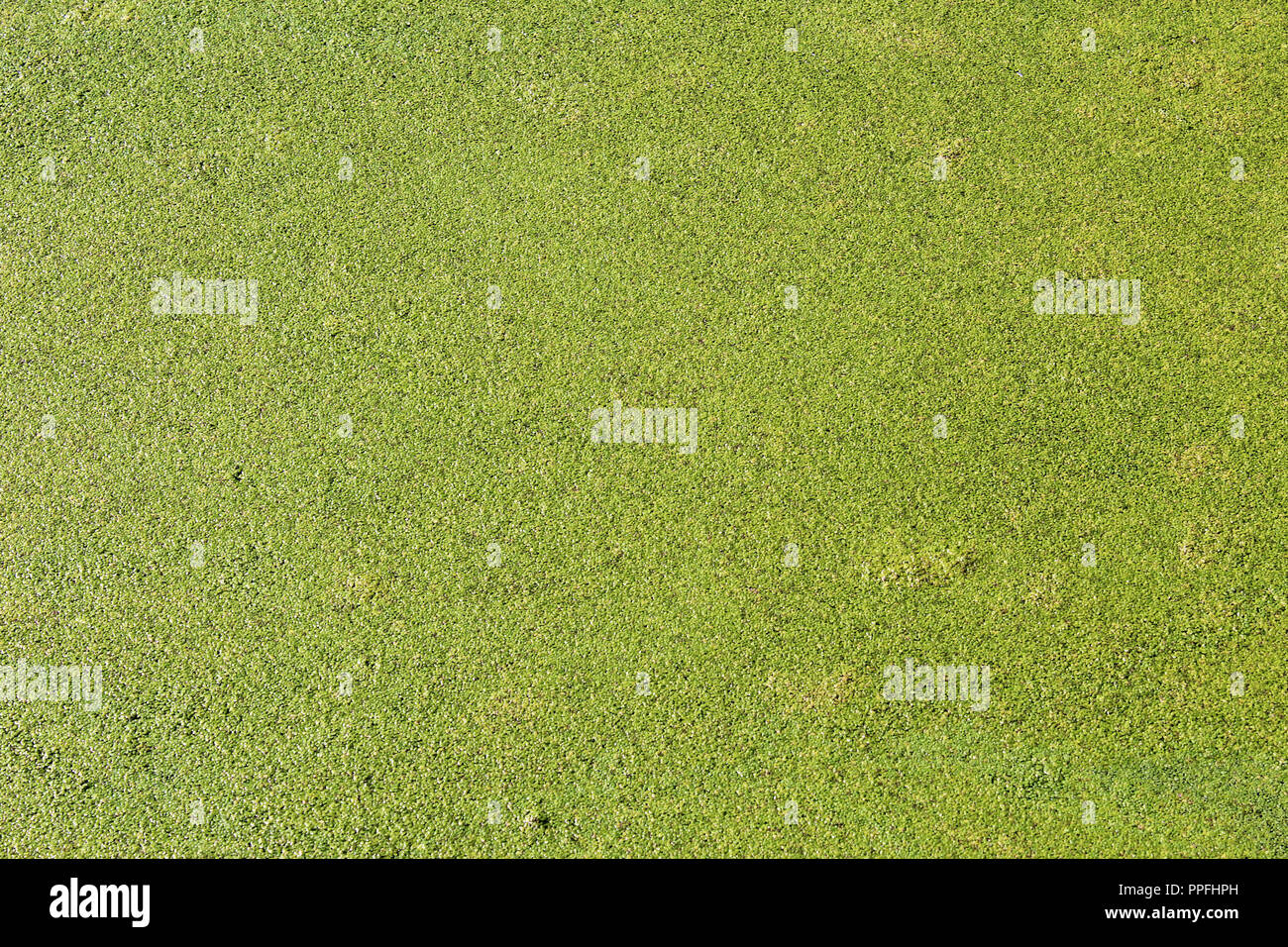 Algae texture hi-res stock photography and images - Alamy