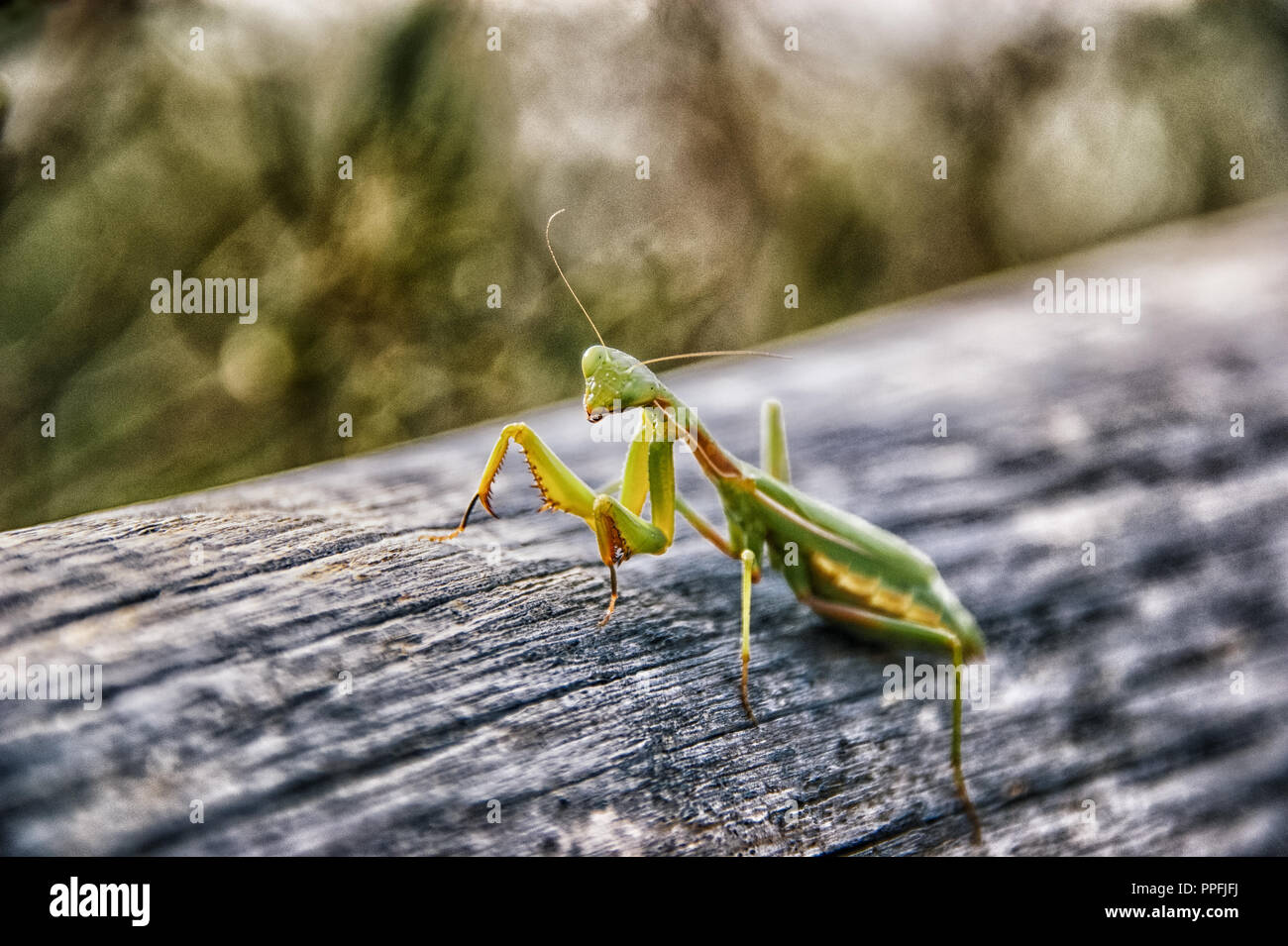 Mantis on nature close up hi-res stock photography and images - Alamy
