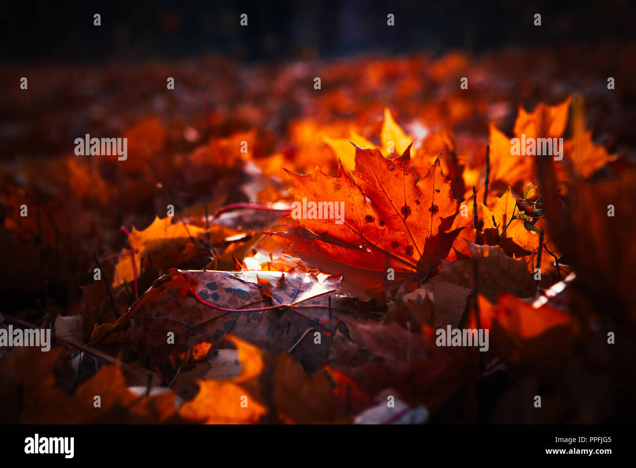 autumn leaves are large in the forest Stock Photo - Alamy