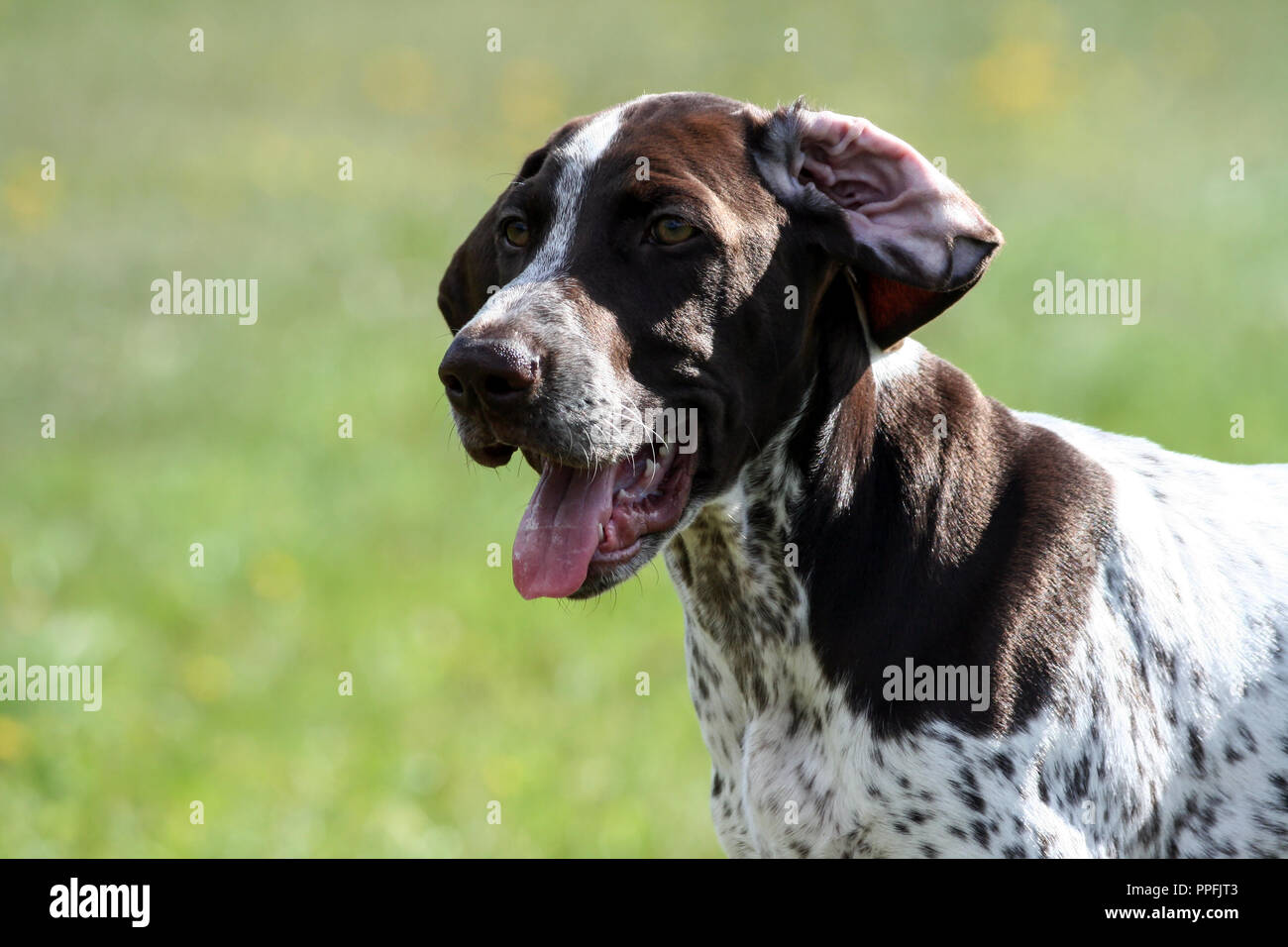 Are Pig Ears Better For A German Roughhaired Pointer Than Rawhide Ears