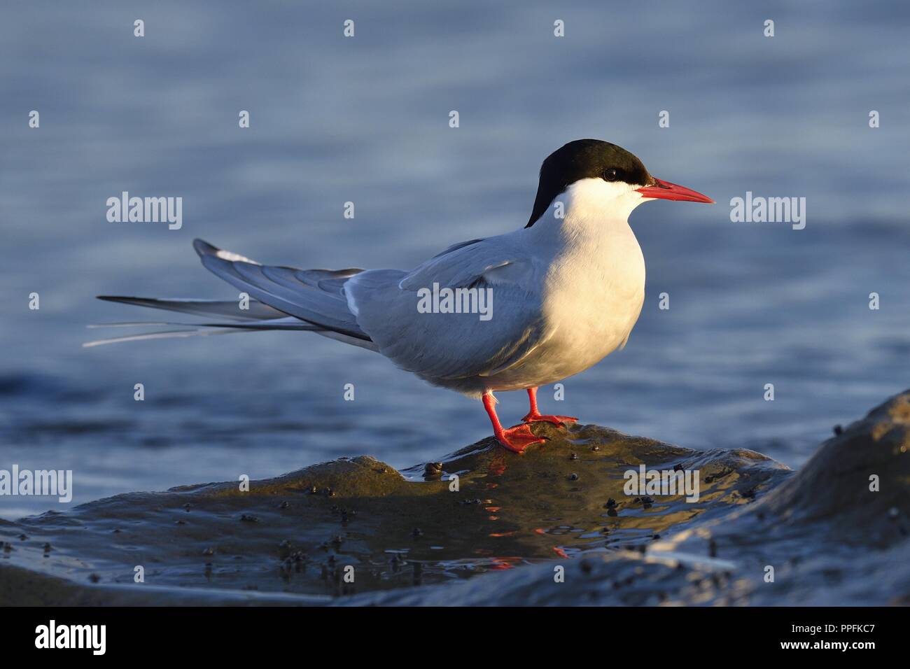 Sterna paradisaea hi-res stock photography and images - Alamy
