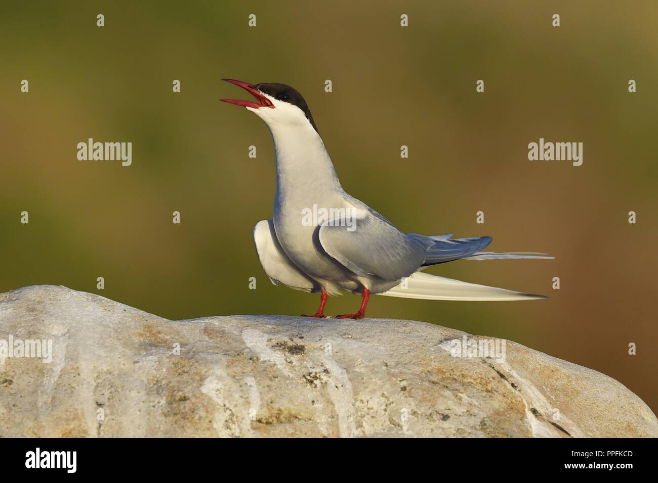 Sterna paradisaea hi-res stock photography and images - Alamy