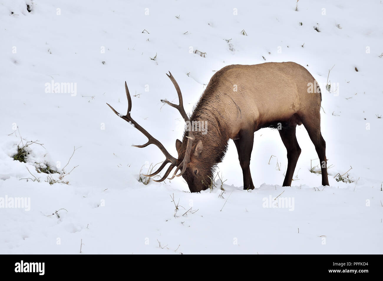 A large bull elk walking and foraging along a snow covered hillside in ...