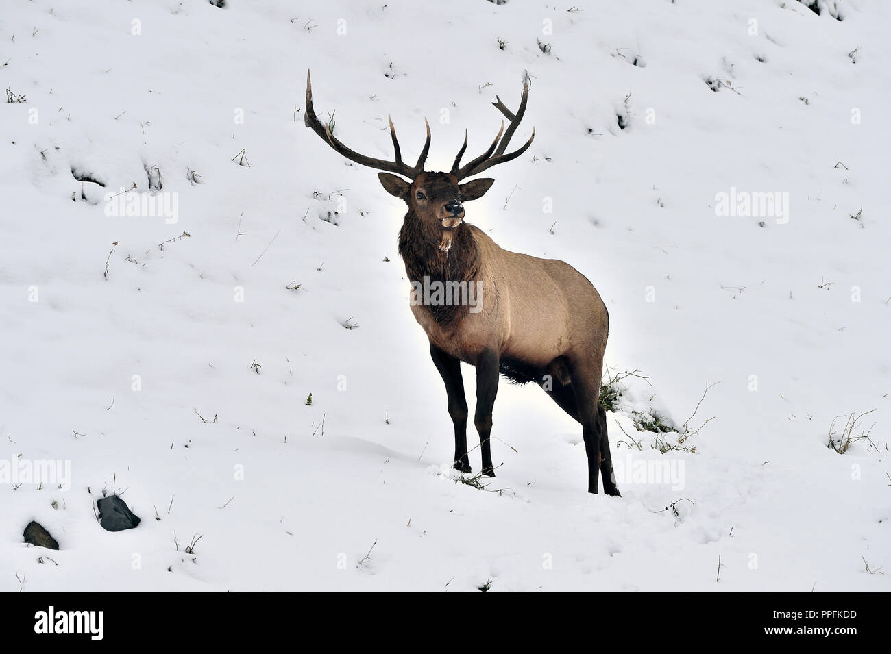 Bull elk in rutting hi-res stock photography and images - Alamy