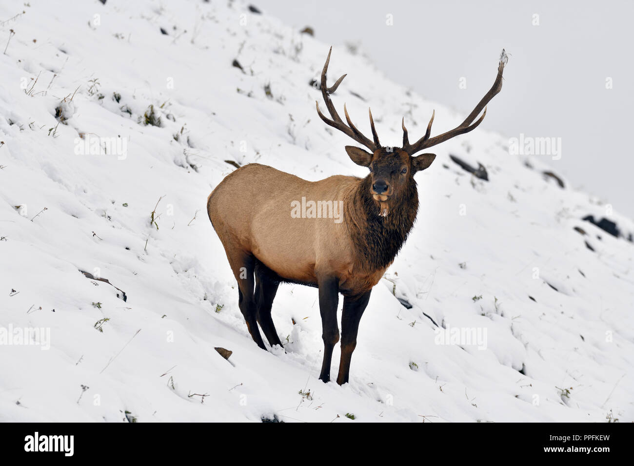 Bull elk in snow hi-res stock photography and images - Alamy
