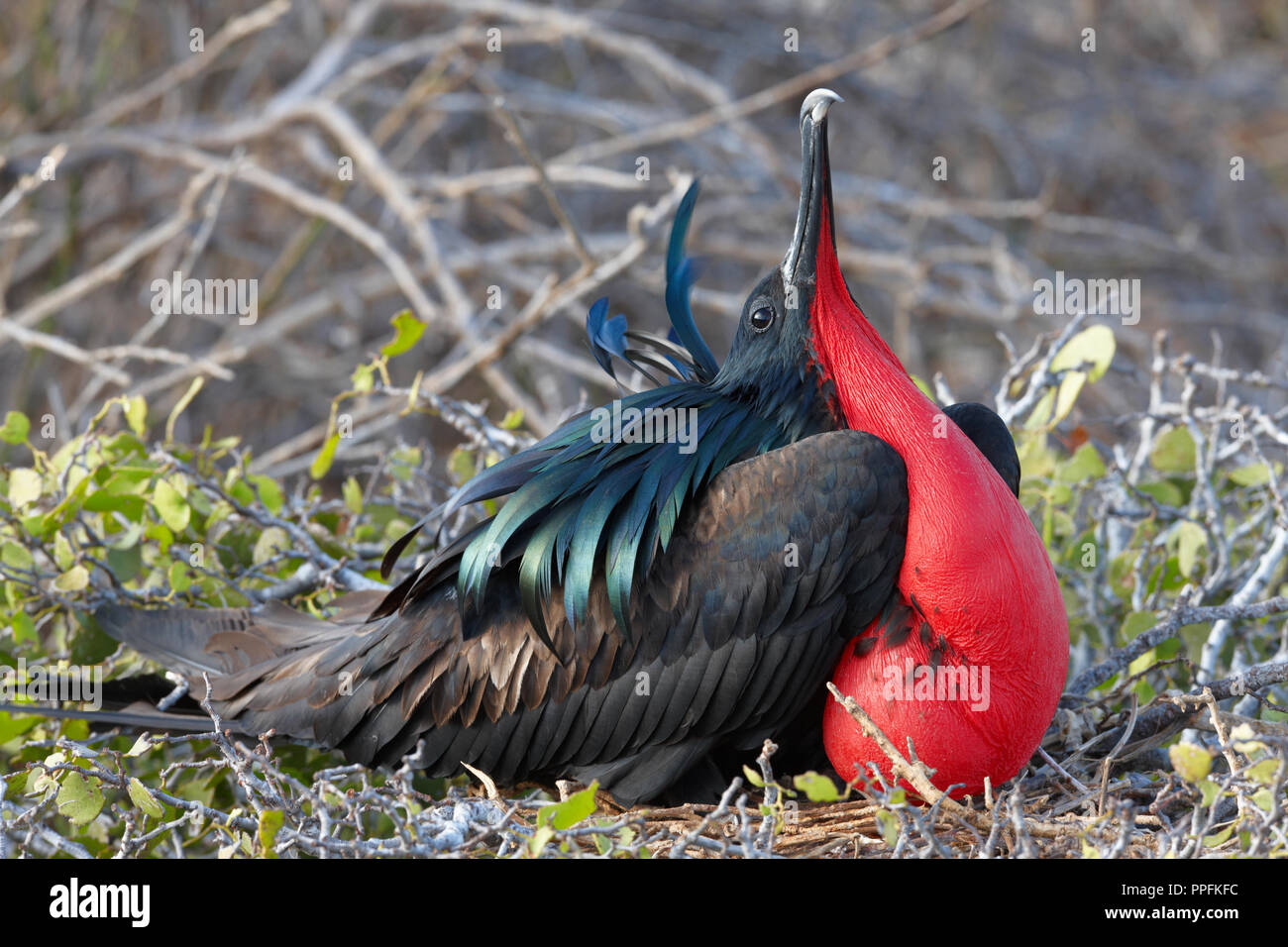 Courtshiping Great Frigatebird (Fregata minor) shows red throat sac ...