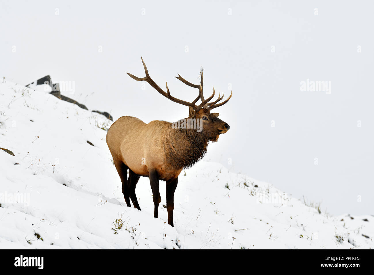 Bull elk in snow hi-res stock photography and images - Alamy