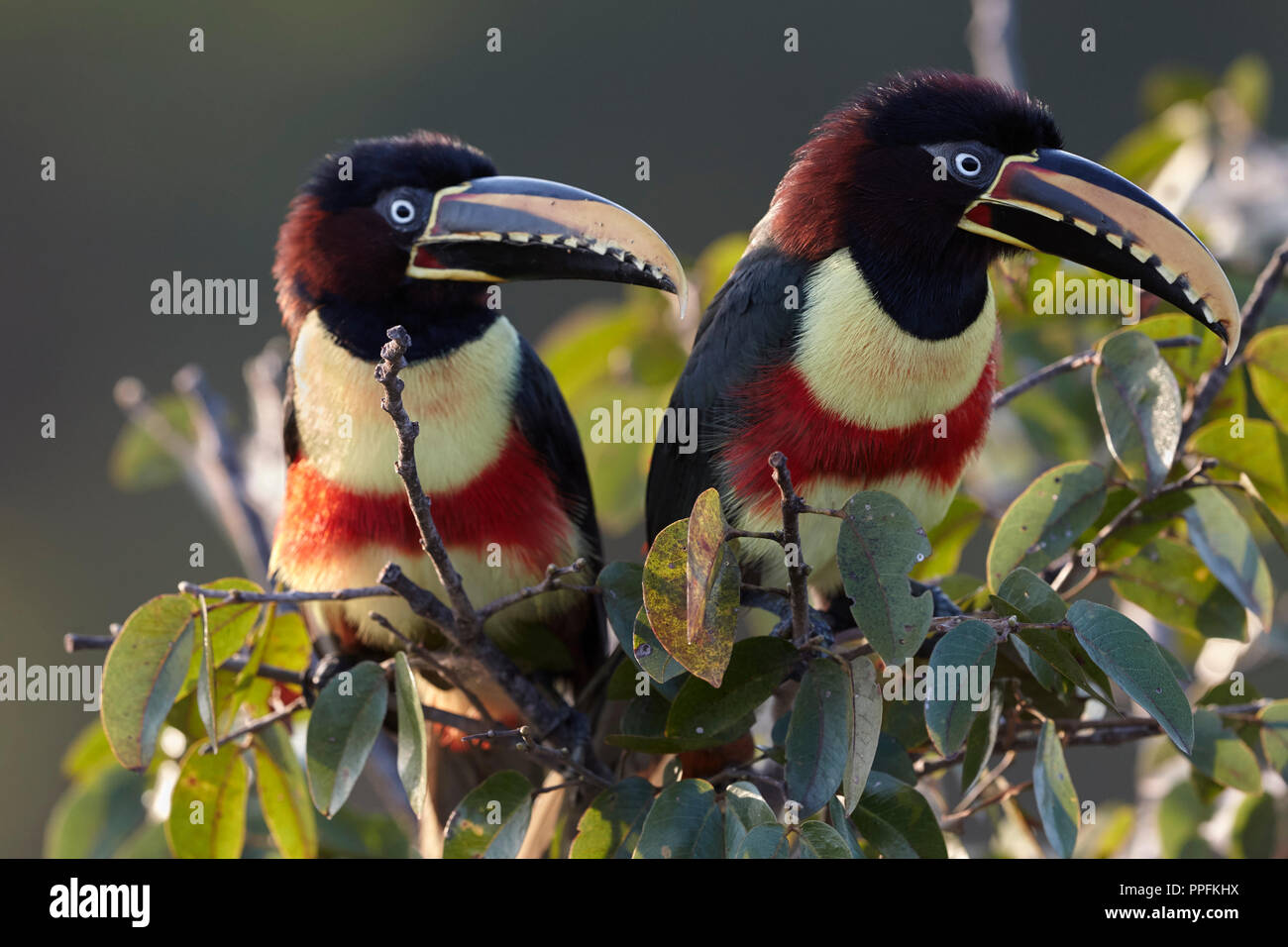 Chestnut-eared aracaris (Pteroglossus castanotis) on a bush near Poconé ...