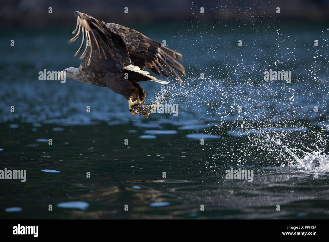Rising eagle hi-res stock photography and images - Alamy