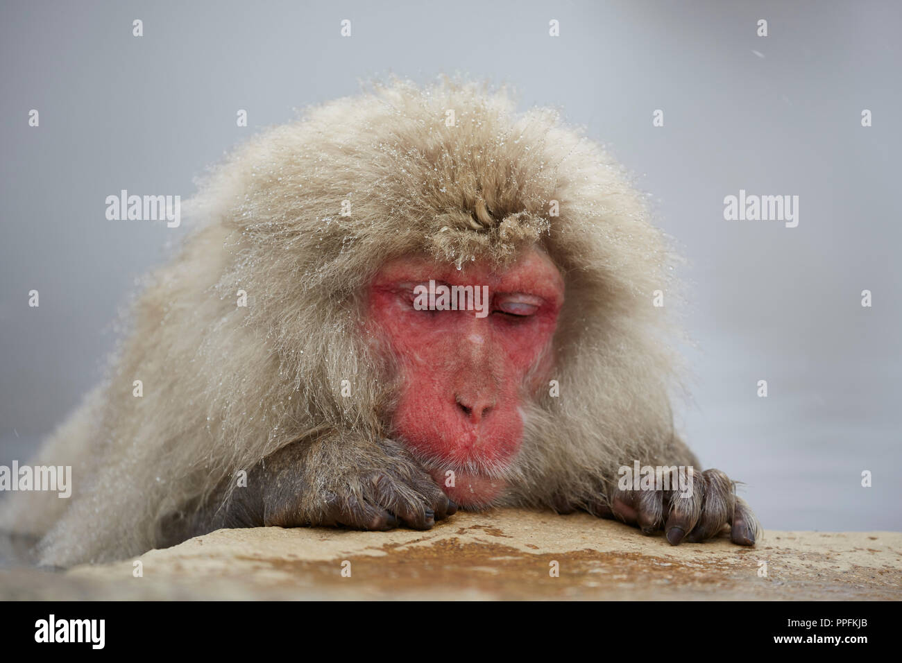 Honshu wildlife hi-res stock photography and images - Alamy