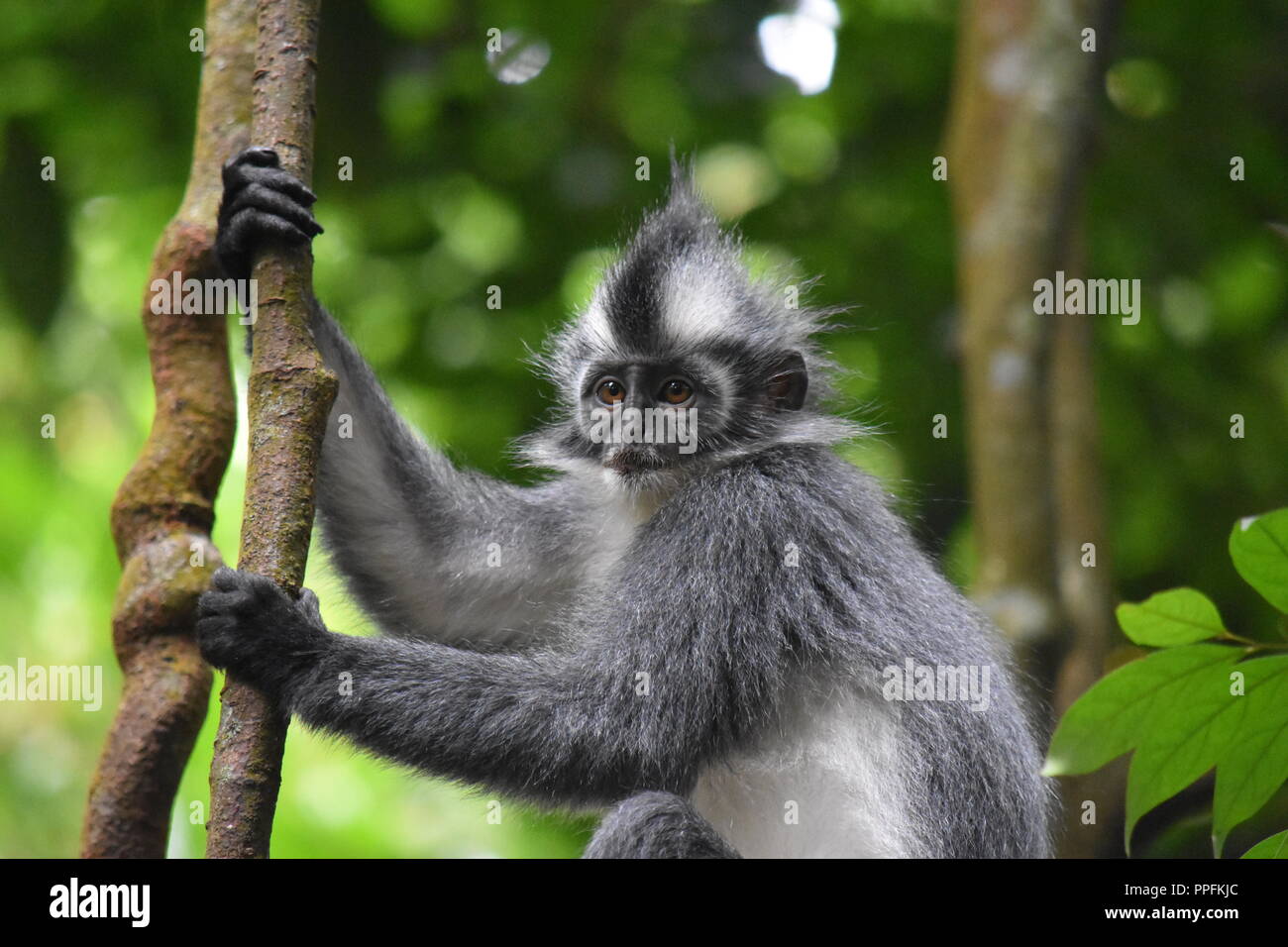 Thomas leaf monkey hi-res stock photography and images - Alamy