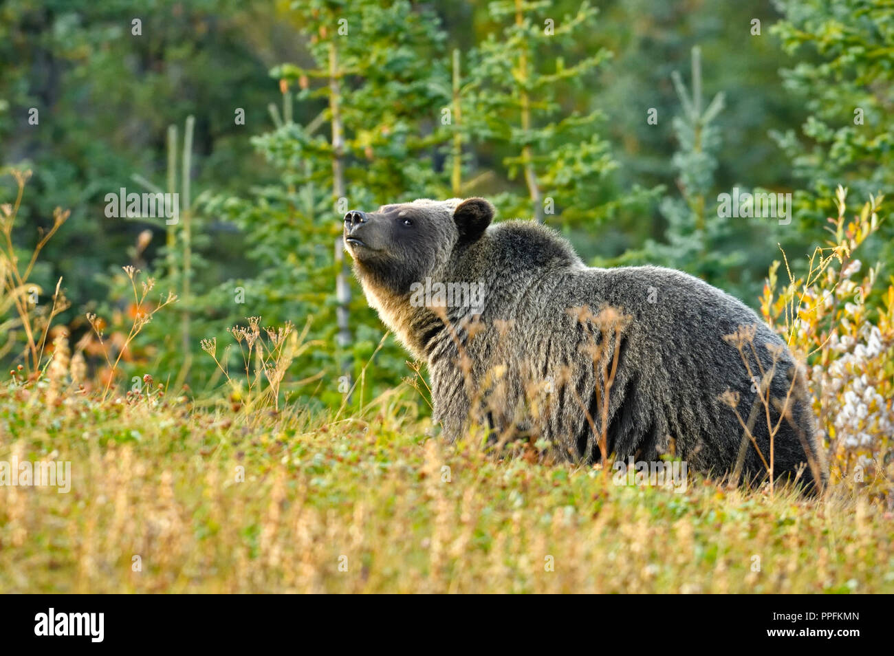 Bear Sniffing Habitat High Resolution Stock Photography and Images - Alamy