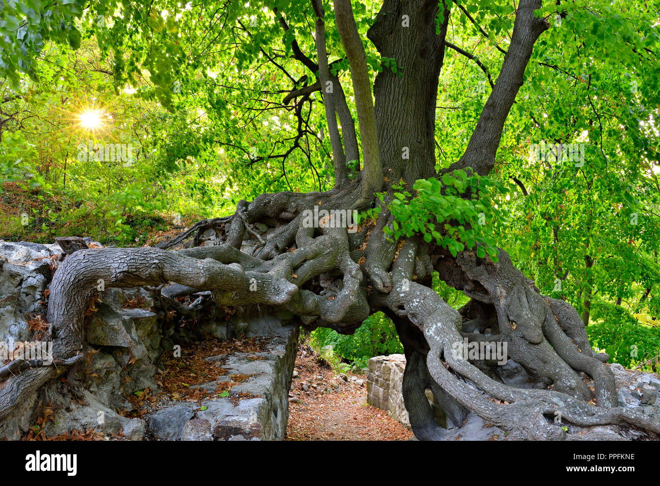 Old linden tree growing on the walls of a castle ruin, roots forming a ...