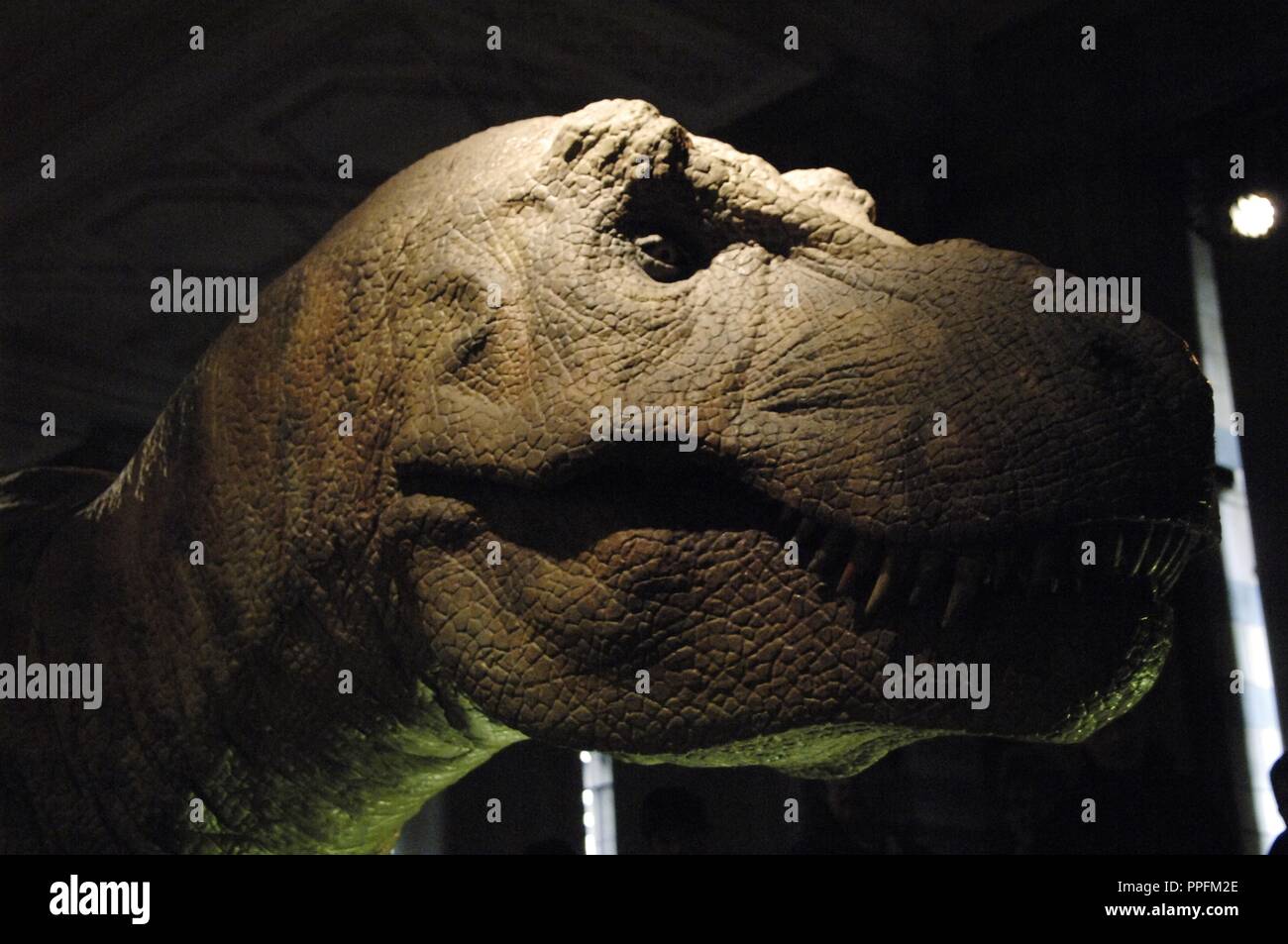 Reproduction of head of a Tyrannosaurus rex. Upper Cretaceous ...