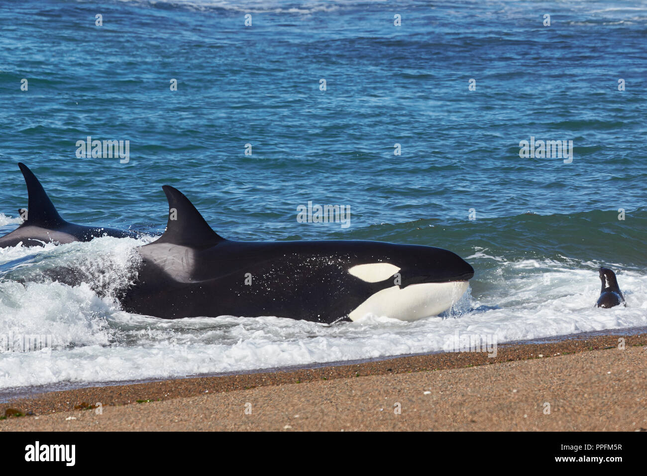 Orca (Orcinus orca) intentionally stranding on the beach in the ...