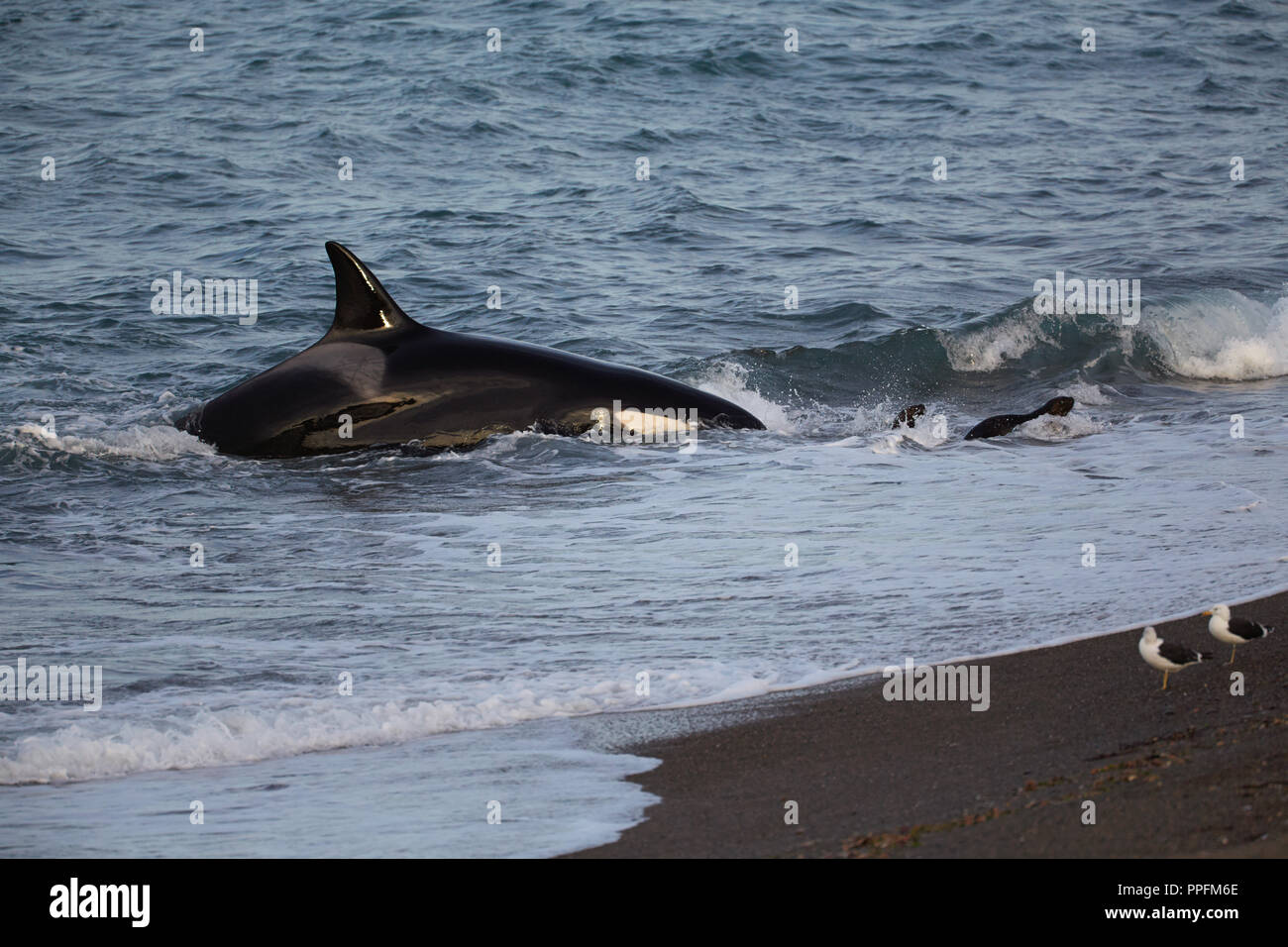 Mirador orca hi-res stock photography and images - Alamy
