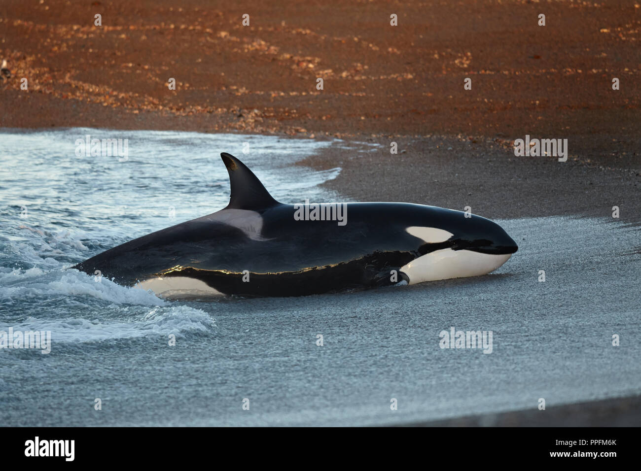 Orca (Orcinus orca) intentionally stranding on the beach in the ...