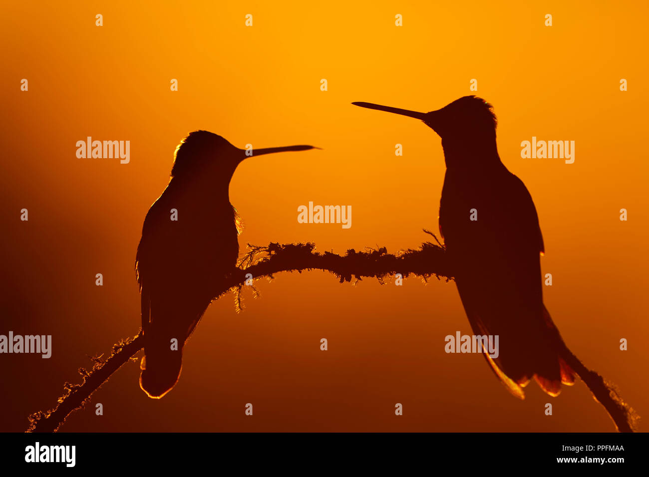 Magnificent hummingbird at sunset hi-res stock photography and images ...