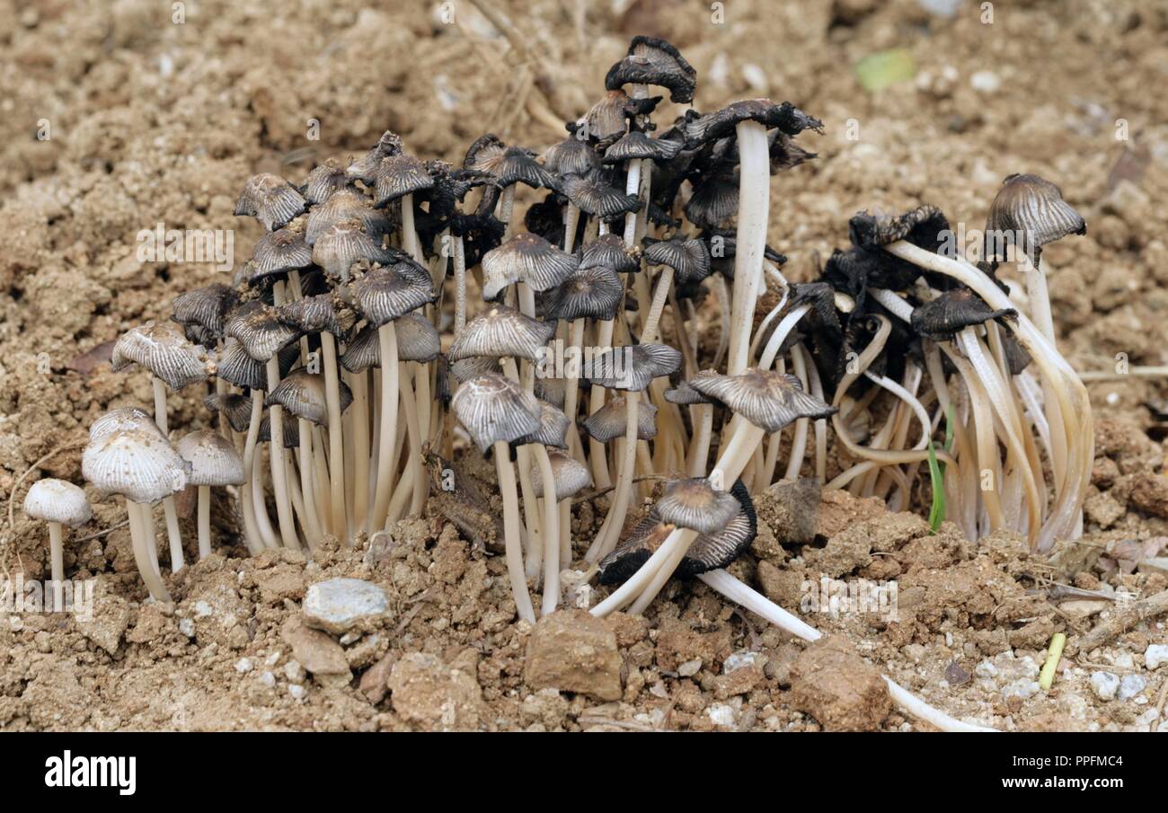INK MUSHROOMS. Copinaceous family of the genus "coprinus". Hat with ...