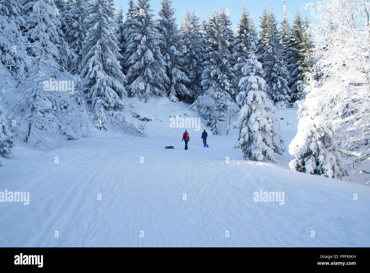 Schlitten Fahren Harz