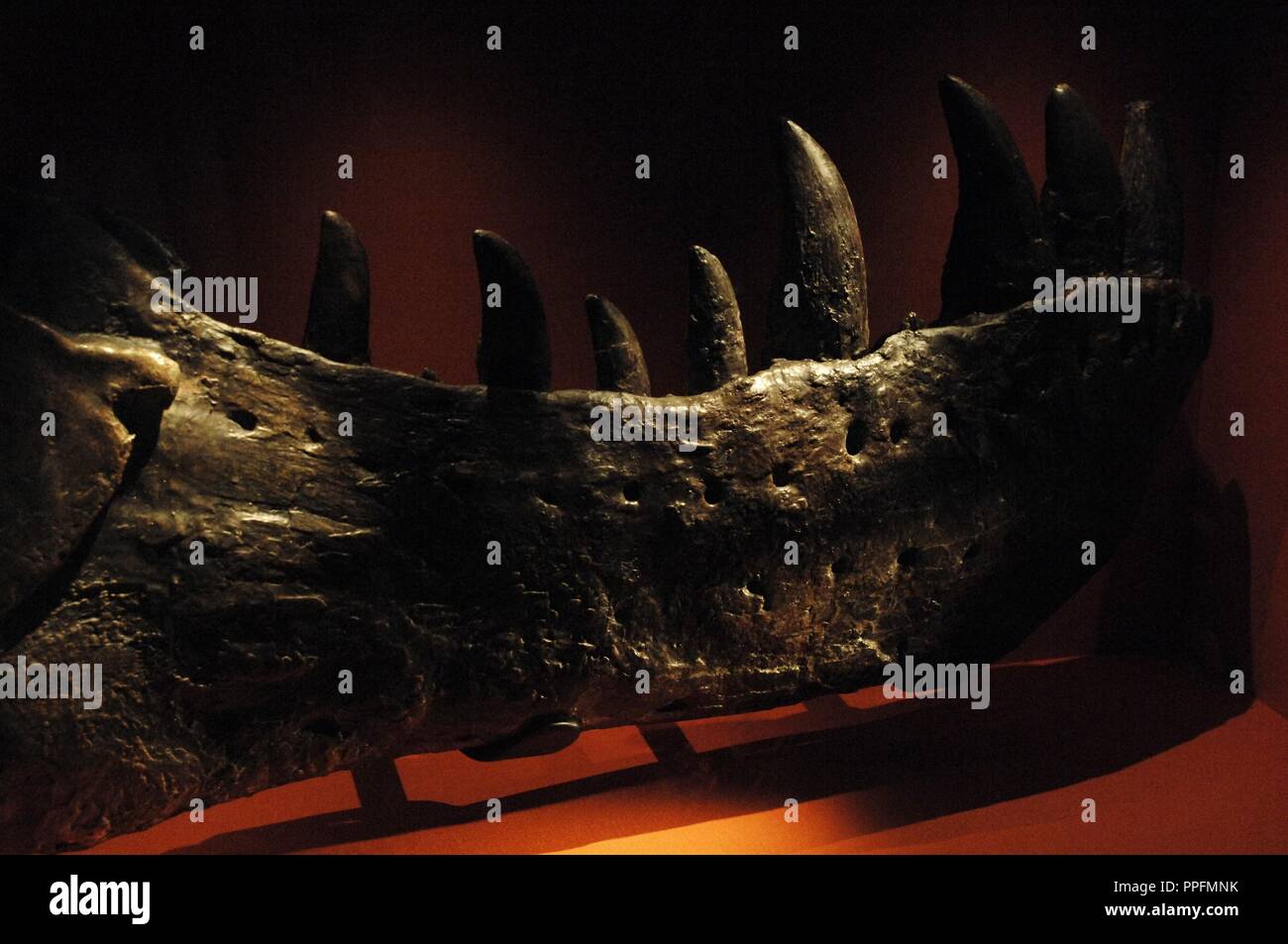Fragment of a jaw of the first Tyrannosaurus rex discovered. 67-65 ...