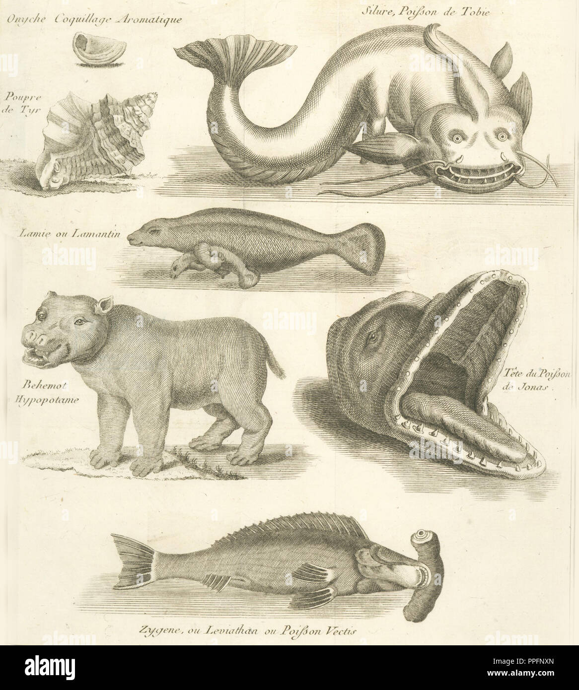 Sea Creatures Painting Stock Photos & Sea Creatures Painting Stock ...