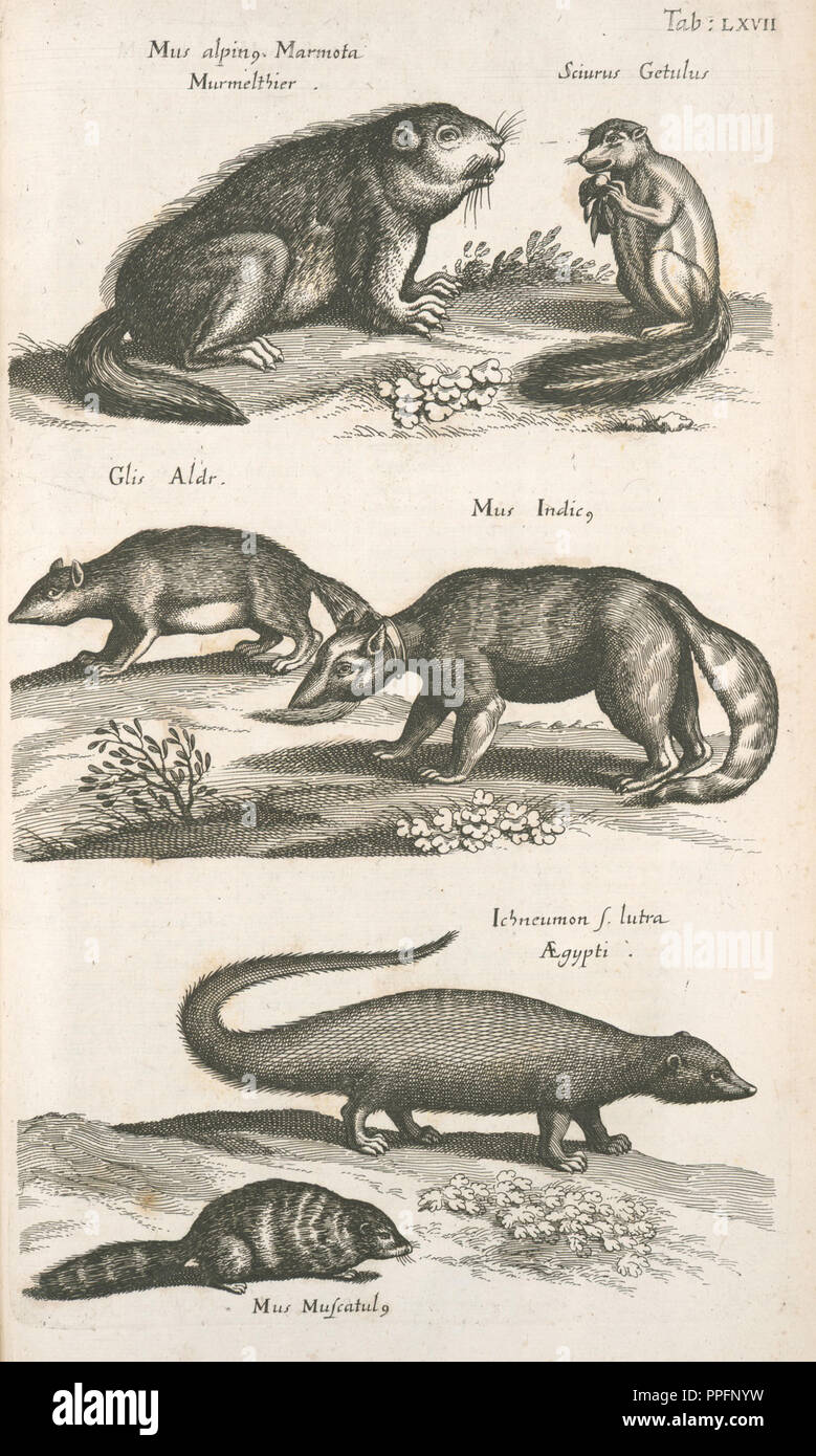 Extinct Animals Drawing High Resolution Stock Photography and Images ...