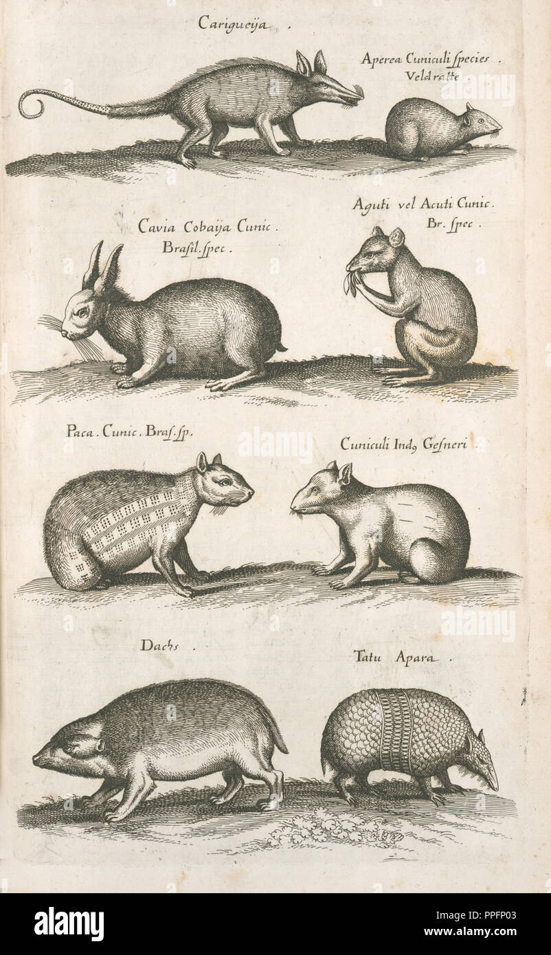 Extinct Animals Drawing High Resolution Stock Photography and Images ...