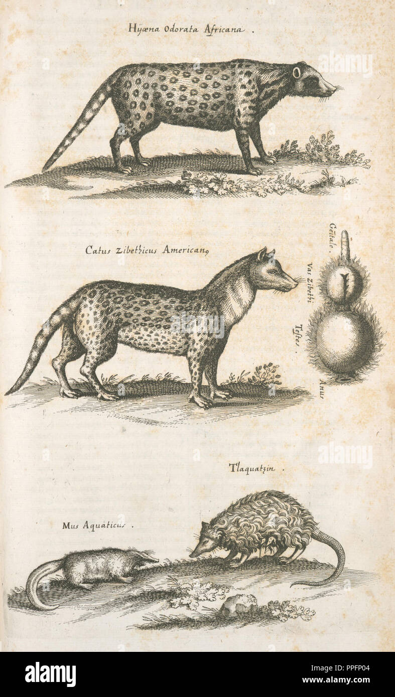 Extinct Animals Drawing High Resolution Stock Photography and Images ...