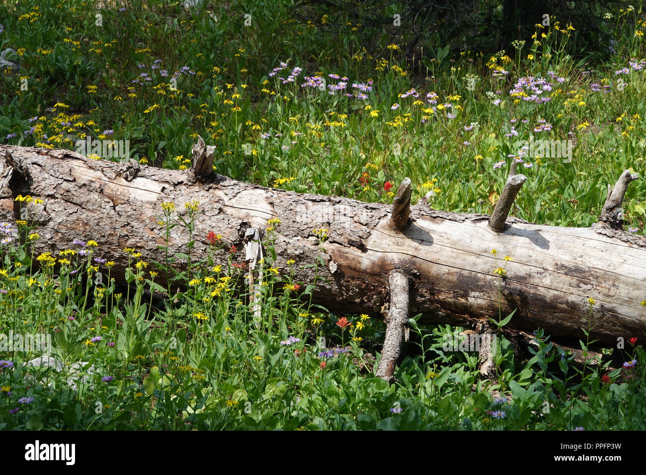 log lying on meadow floor surrounded by flowers Stock Photo - Alamy