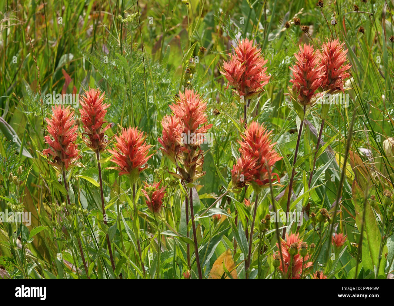 Red indian paintbrush hi-res stock photography and images - Alamy