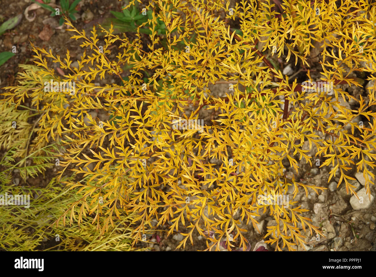 Golden colored leaves hi-res stock photography and images - Alamy