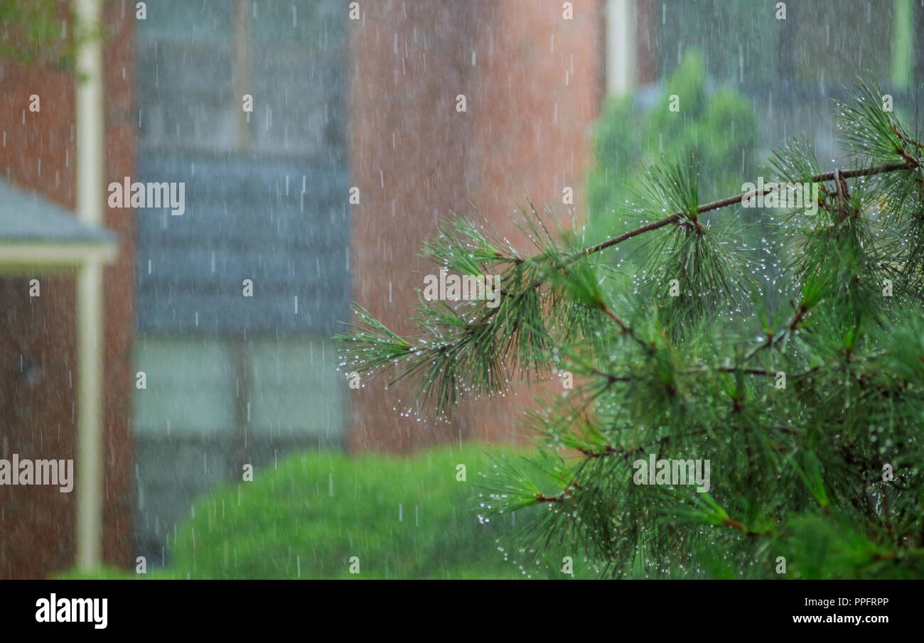 Summer of heavy rain in the park during a heavy thunderstorm Stock ...
