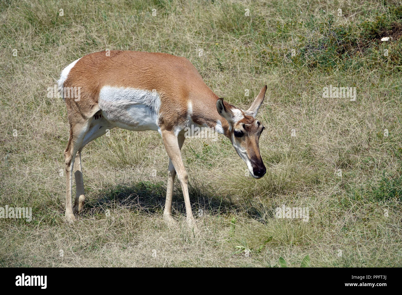 pronghorn antelope in prairie Stock Photo - Alamy