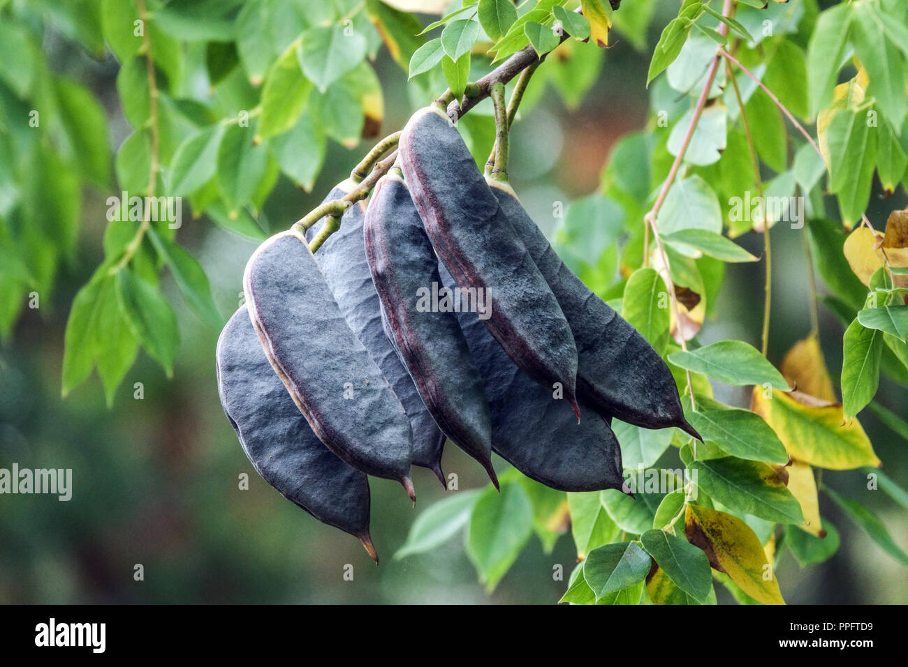Gymnocladus dioicus fruits hi-res stock photography and images - Alamy